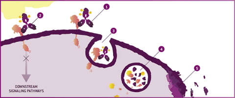 Kadcyla Mechanism Of Action
